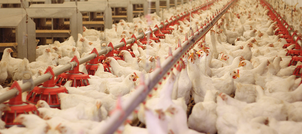 Feed & Chicks – Hi-Pro Ace Supercentre